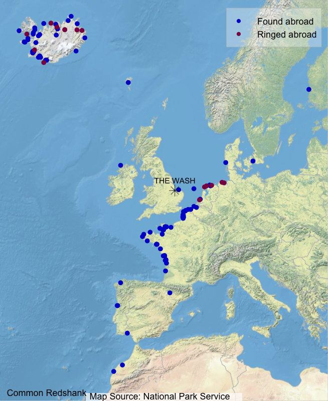 Redshank – Wash Wader Research Group