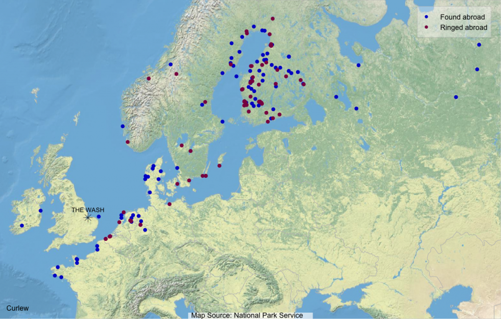 Curlew – Wash Wader Research Group
