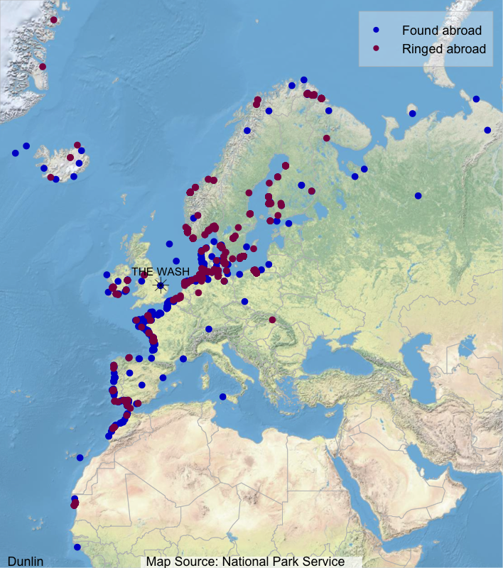 Dunlin – Wash Wader Research Group