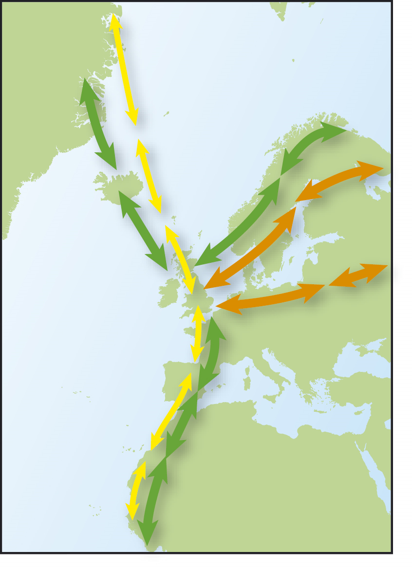 Dunlin – Wash Wader Research Group