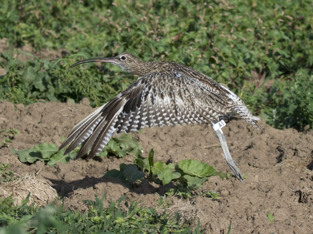Curlew and the WWRG – Wash Wader Research Group