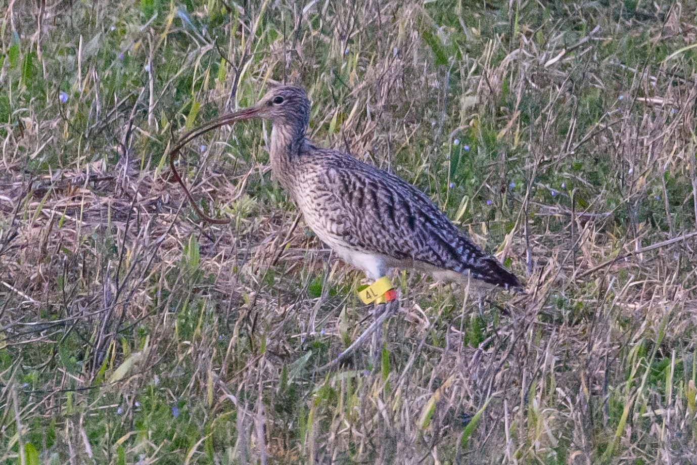 Ten years of colour-marking Curlew on the Wash – what have we learnt ...