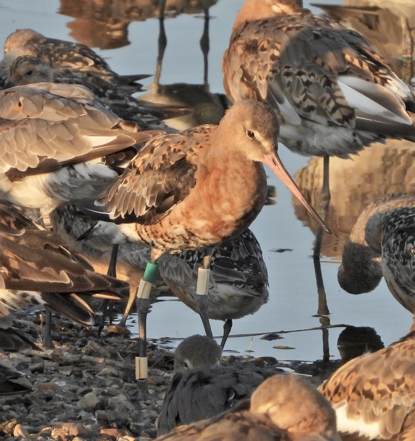 29 and counting – Wash Wader Research Group